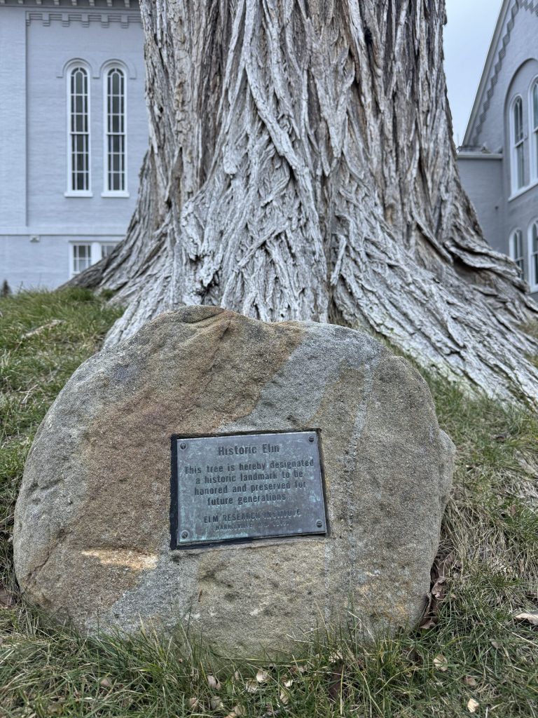 End of an era: Historic elm tree at Washington church comes down ...